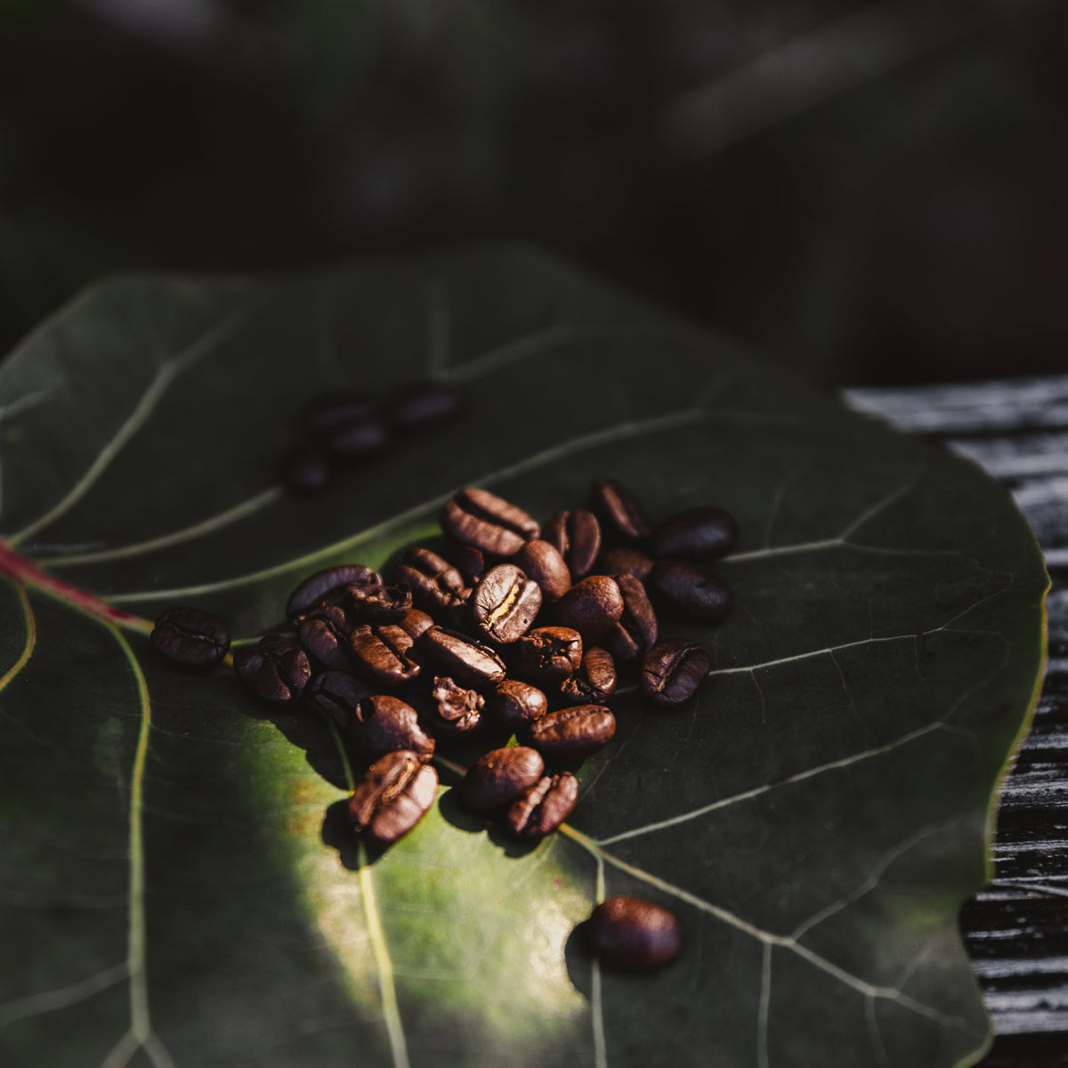 YOLO Original Blend Organic Dark Roast Coffee 12OZ | YOLO Board and Bike